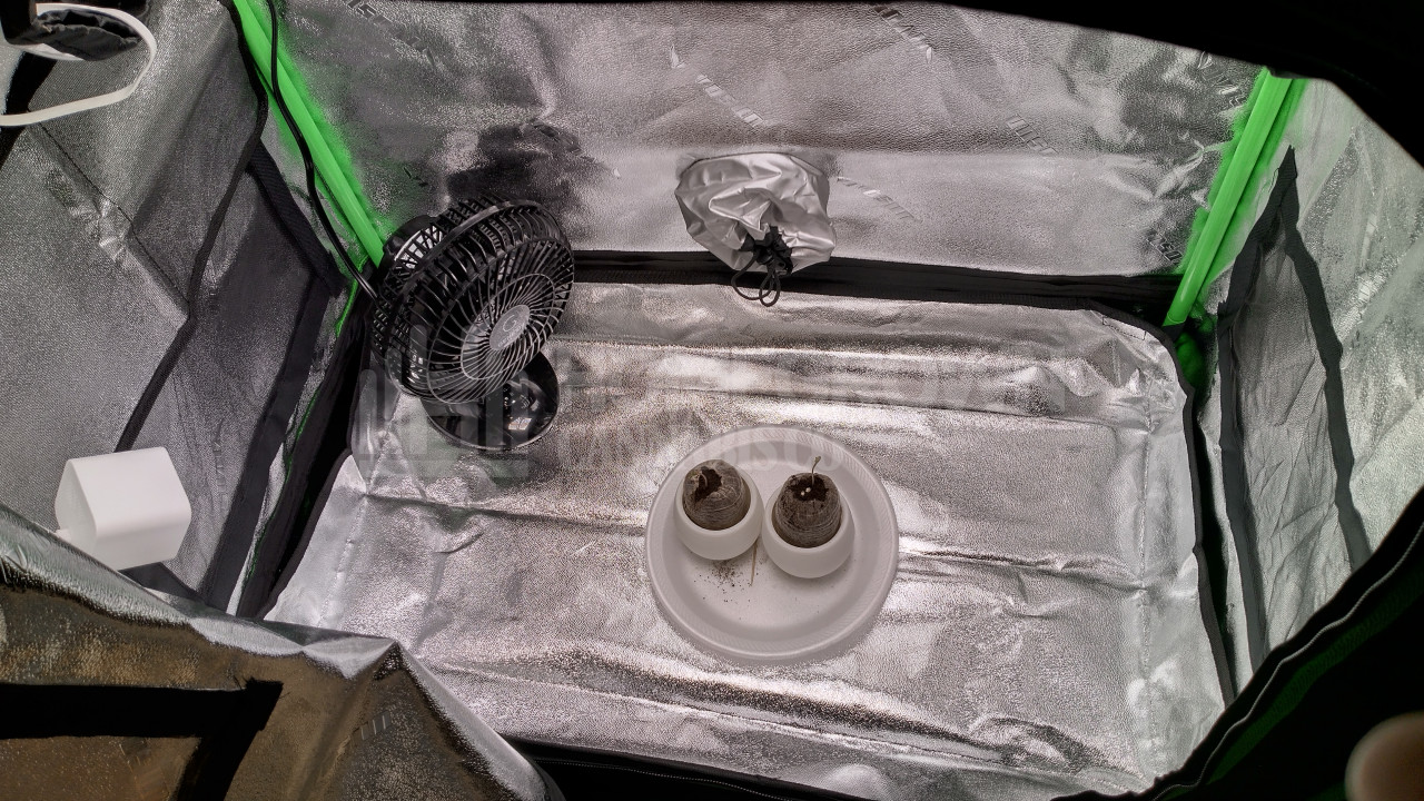 Northern Lights Autoflower Cannabis Seeds week 1 grow journal by lee ...