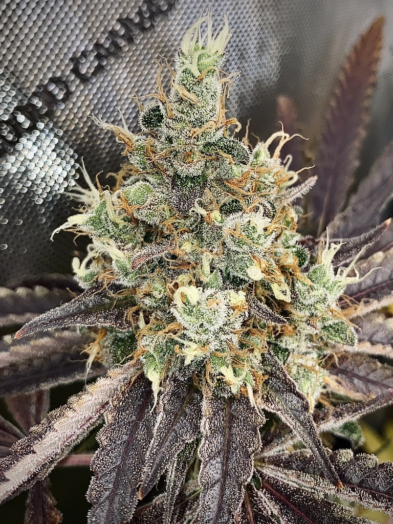 Blue Dream Feminized Cannabis Seeds week 17 grow journal by cdcotton ...