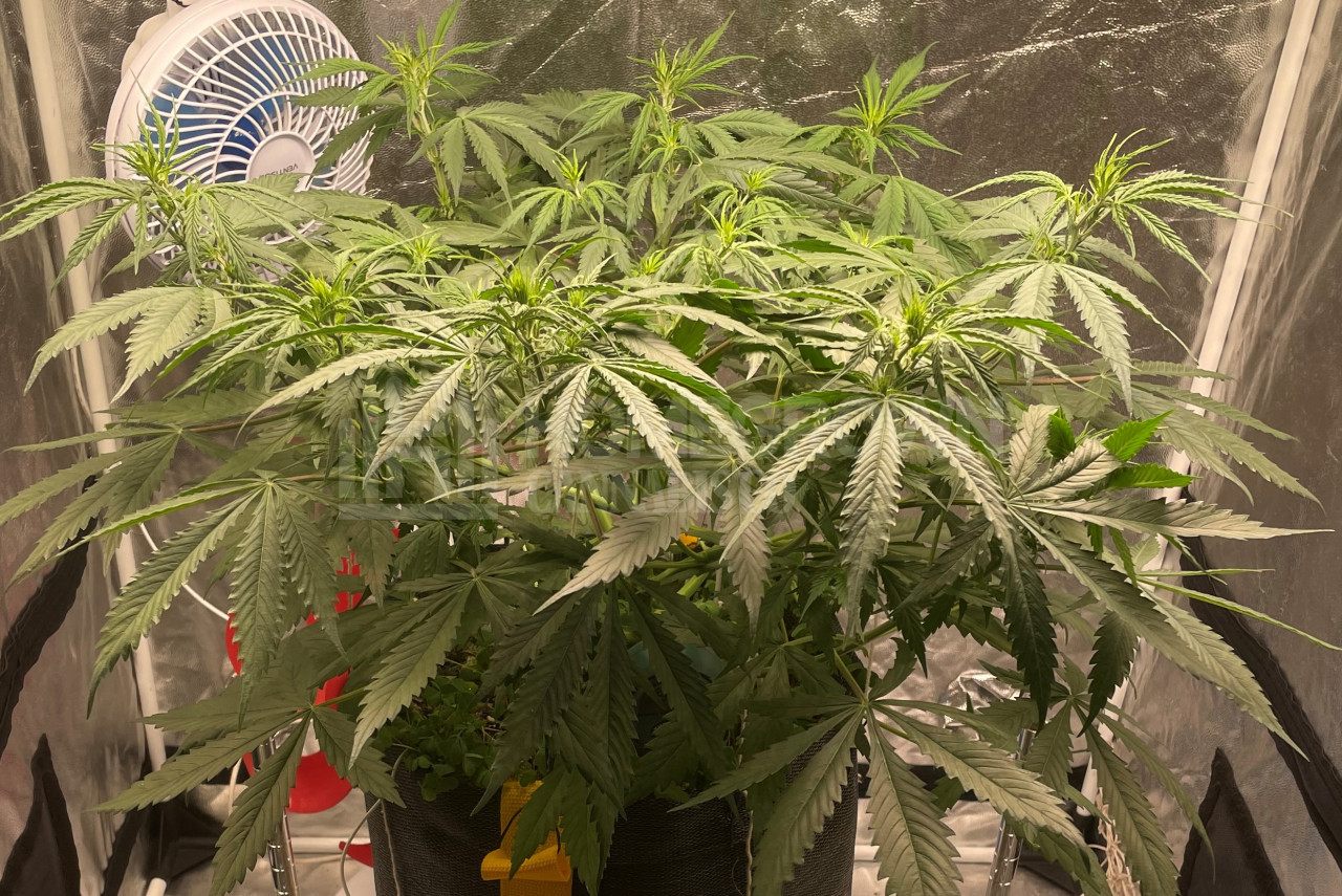 Critical Purple Autoflower Cannabis Seeds week 8 grow journal by resuss ...