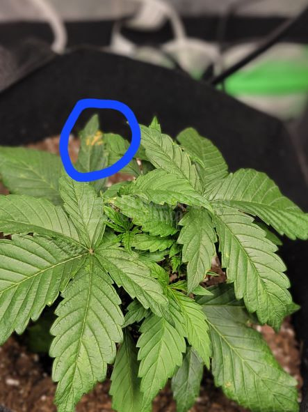 Gelato Autoflower Cannabis Seeds week 3 grow journal by Dominic_biggs ...