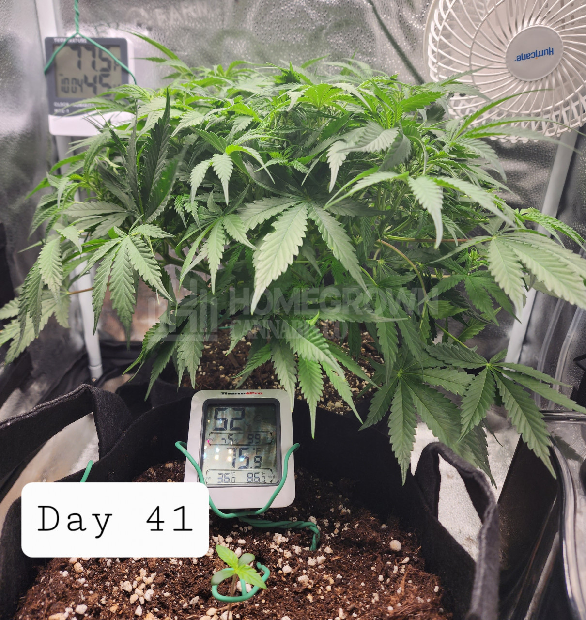 Critical Autoflower Cannabis Seeds week 6 grow journal by ryan757 ...