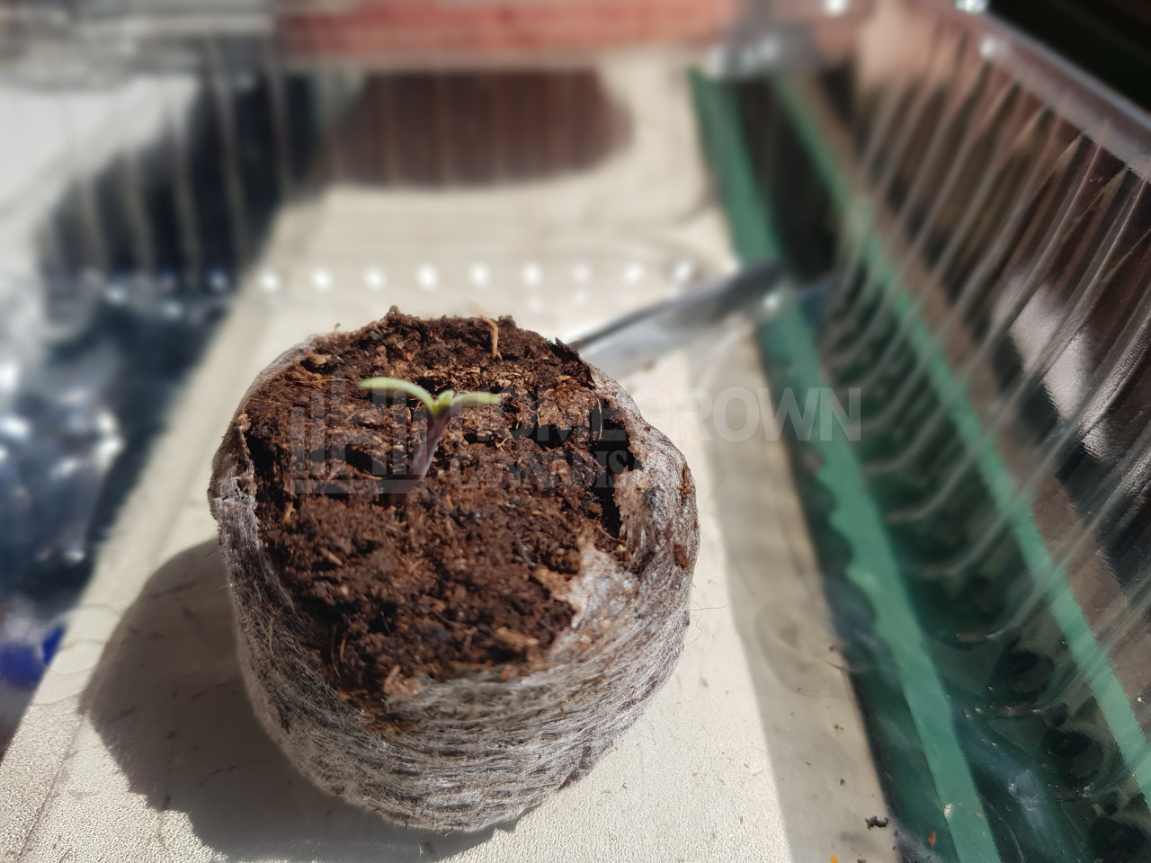Gorilla Glue #4 Feminized Cannabis Seeds week 1 grow journal by kay ... Gorilla Glue #4 Feminized Cannabis Seeds week 1 grow journal by kay ...