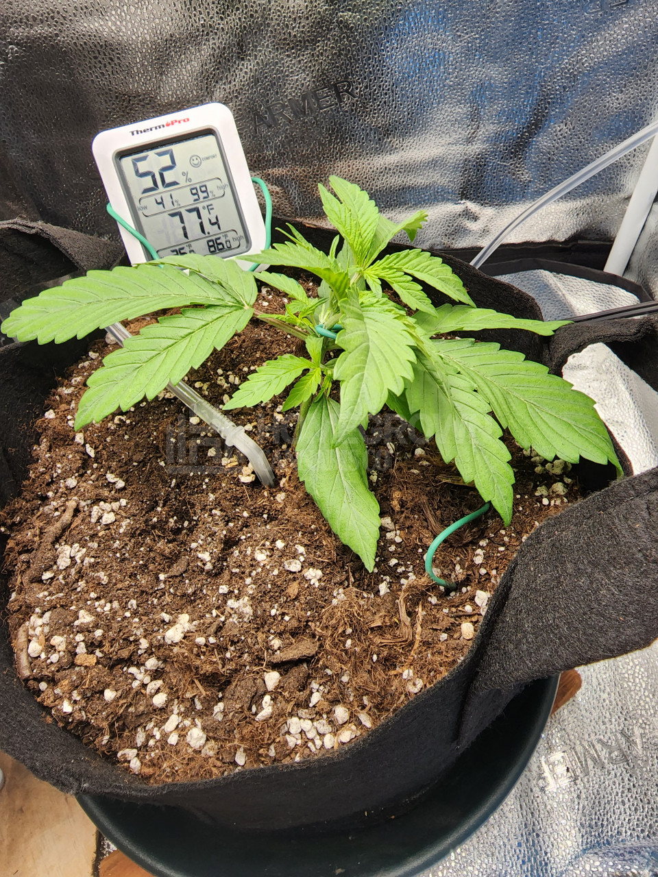Critical Autoflower Cannabis Seeds week 3 grow journal by ryan757 ...