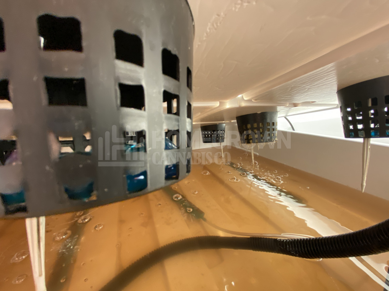 Jack Herer Autoflower Cannabis Seeds week 9 grow journal by dandan ...