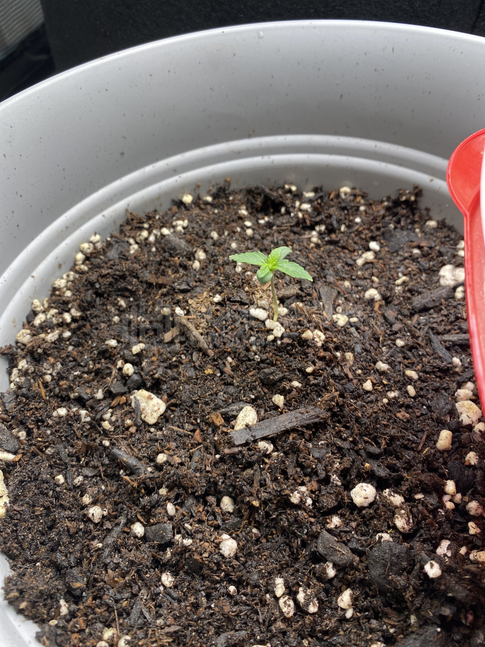 Runtz Feminized Cannabis Seeds week 2 grow journal by Ka_boom - White ...