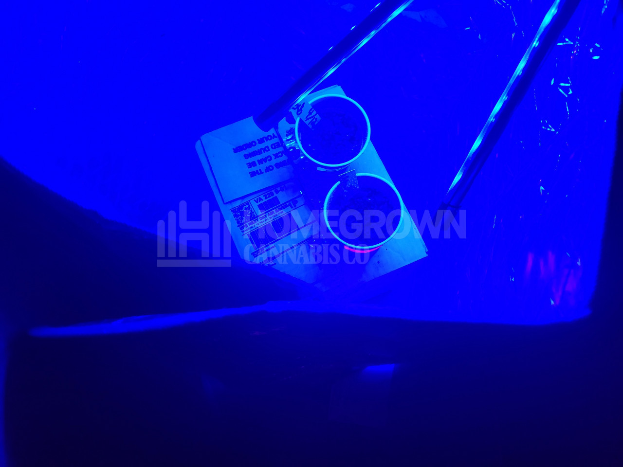 Gelato Autoflower Cannabis Seeds week 1 grow journal by pawpawt ...