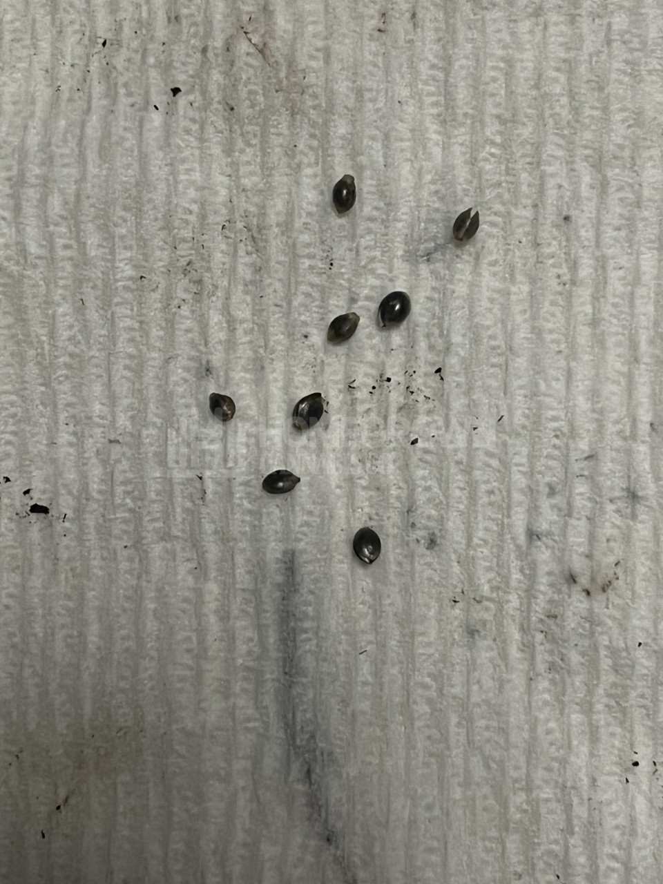 Amnesia Lemon Regular Cannabis Seeds week 1 grow journal by strother62 ...