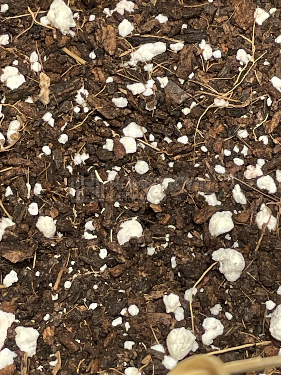 Haze XL Autoflower Cannabis Seeds week 1 grow journal by mbaird1121 ...