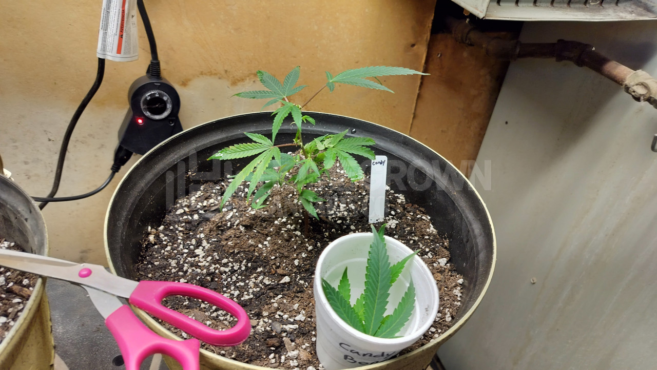 Candy Cream Autoflower Cannabis Seeds week 1 grow journal by Tony_brown ...