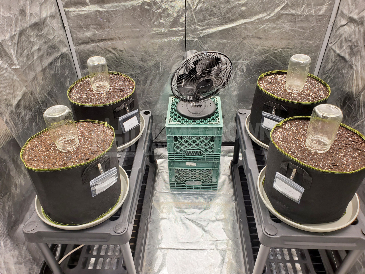 Gelato Autoflower Cannabis Seeds week 2 grow journal by turnandburn ...