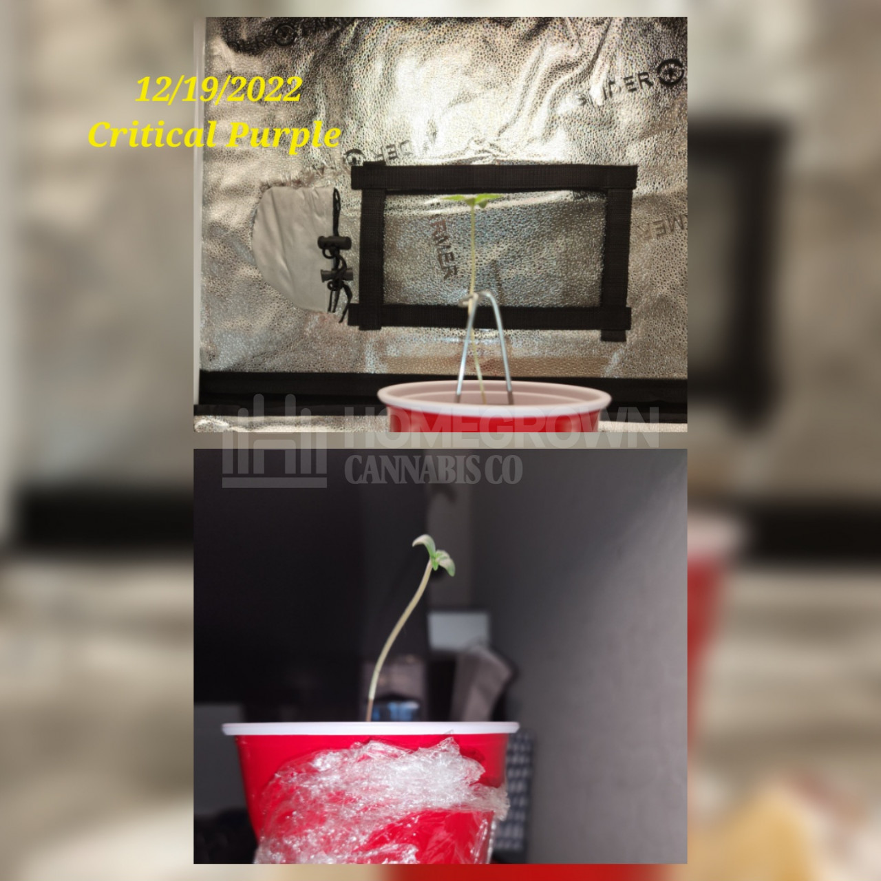 Critical Purple Autoflower Cannabis Seeds week 1 grow journal by johng ...