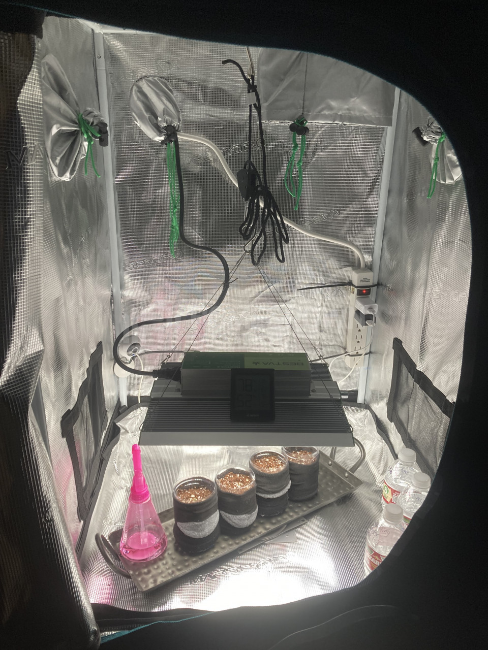 Zkittlez Autoflower Cannabis Seeds week 1 grow journal by gilbertg ...