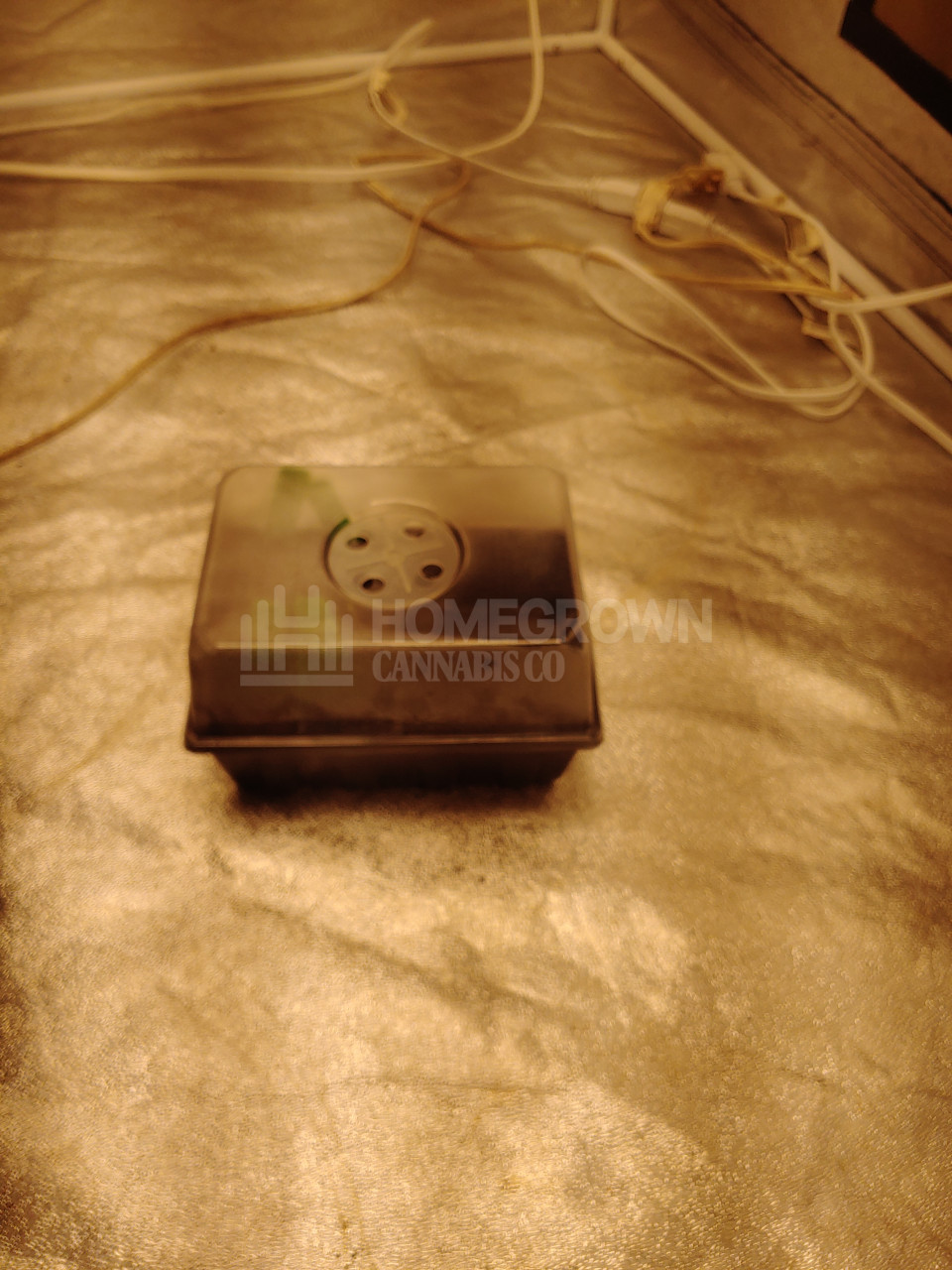 Bubblegum Autoflower Cannabis Seeds week 1 grow journal by jimig1974 ...