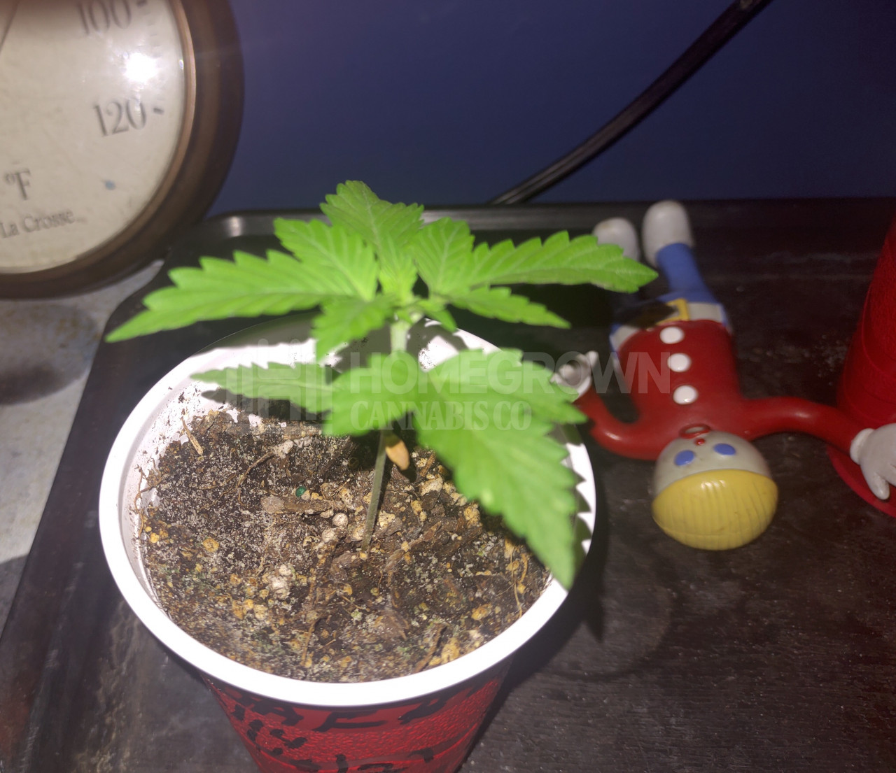 Sour Diesel Autoflower Cannabis Seeds week 3 grow journal by ...