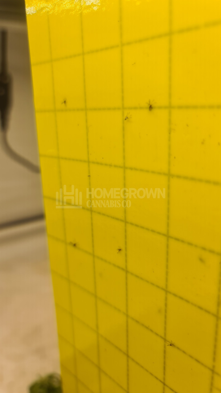 Chemdawg #4 Feminized Cannabis Seeds week 2 grow journal by zucky - 4 ...