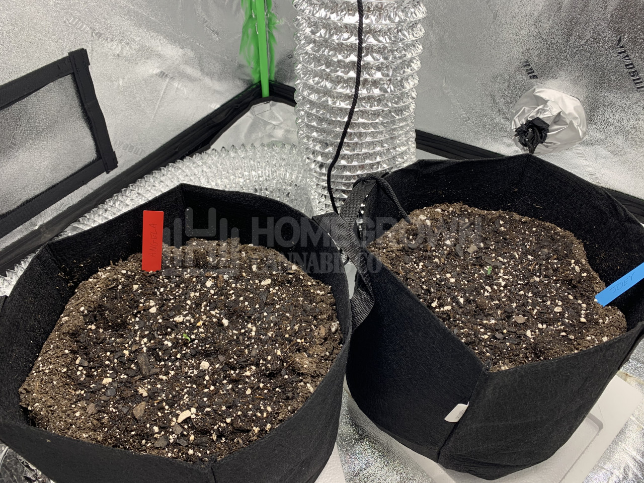 Gelato Autoflower Cannabis Seeds week 1 grow journal by danny-hahn ...