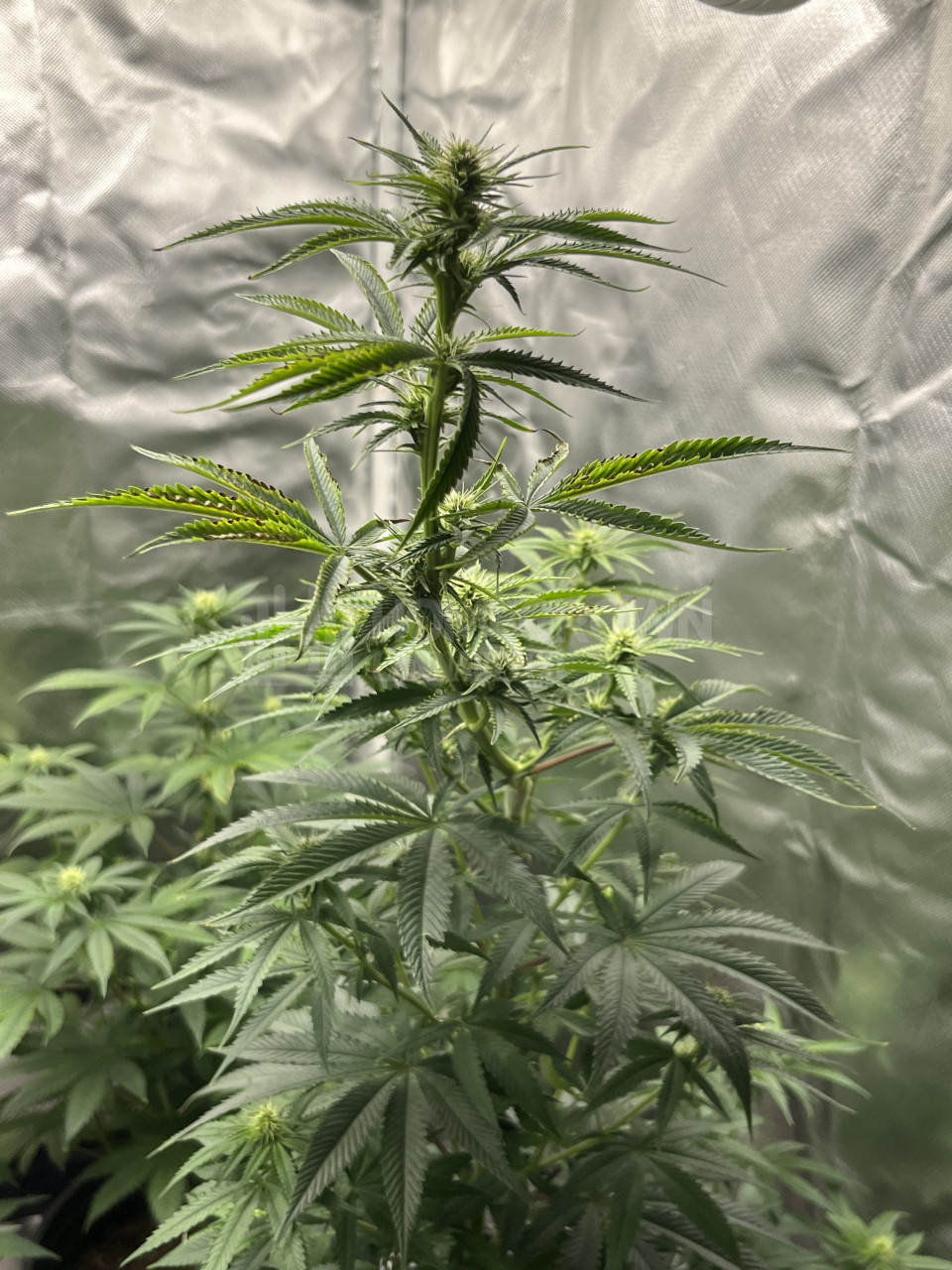Mazar Autoflower Cannabis Seeds week 3 grow journal by olschool64 ...