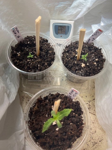 Green Crack Autoflower Cannabis Seeds week 2 grow journal by Sean ...