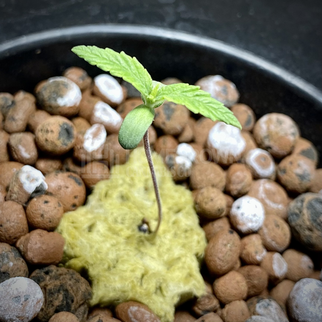 White Widow Autoflower Cannabis Seeds week 2 grow journal by cdcotton ...