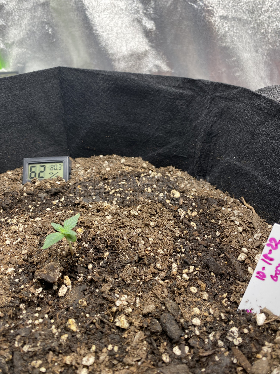 Bruce Banner Autoflower Cannabis Seeds week 1 grow journal by mrcrum ...