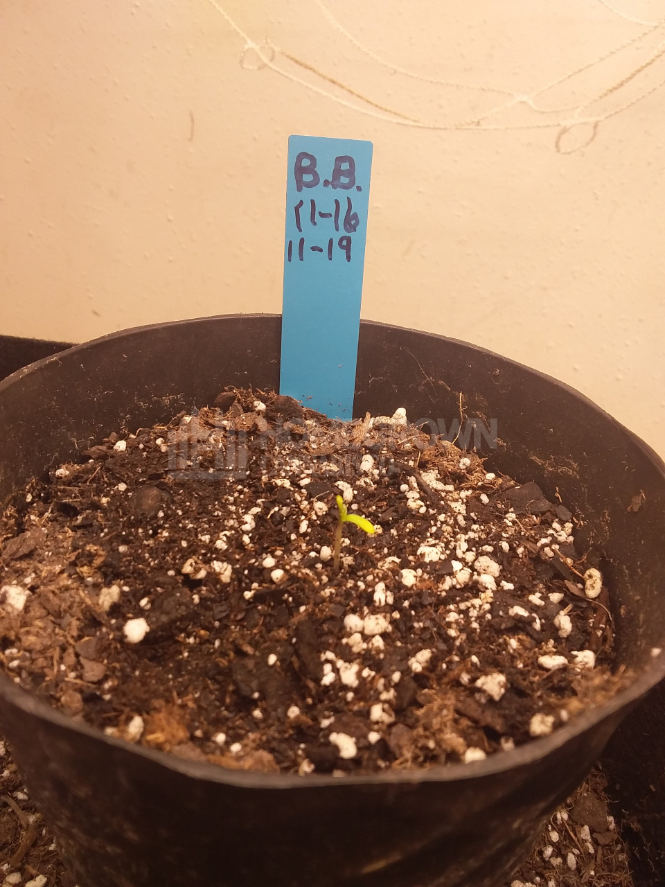 Blueberry Autoflower Cannabis Seeds week 1 grow journal by jpar21 ...