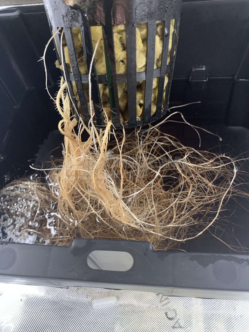 Grape Killer 99 Feminized Cannabis Seeds week 6 grow journal by ...