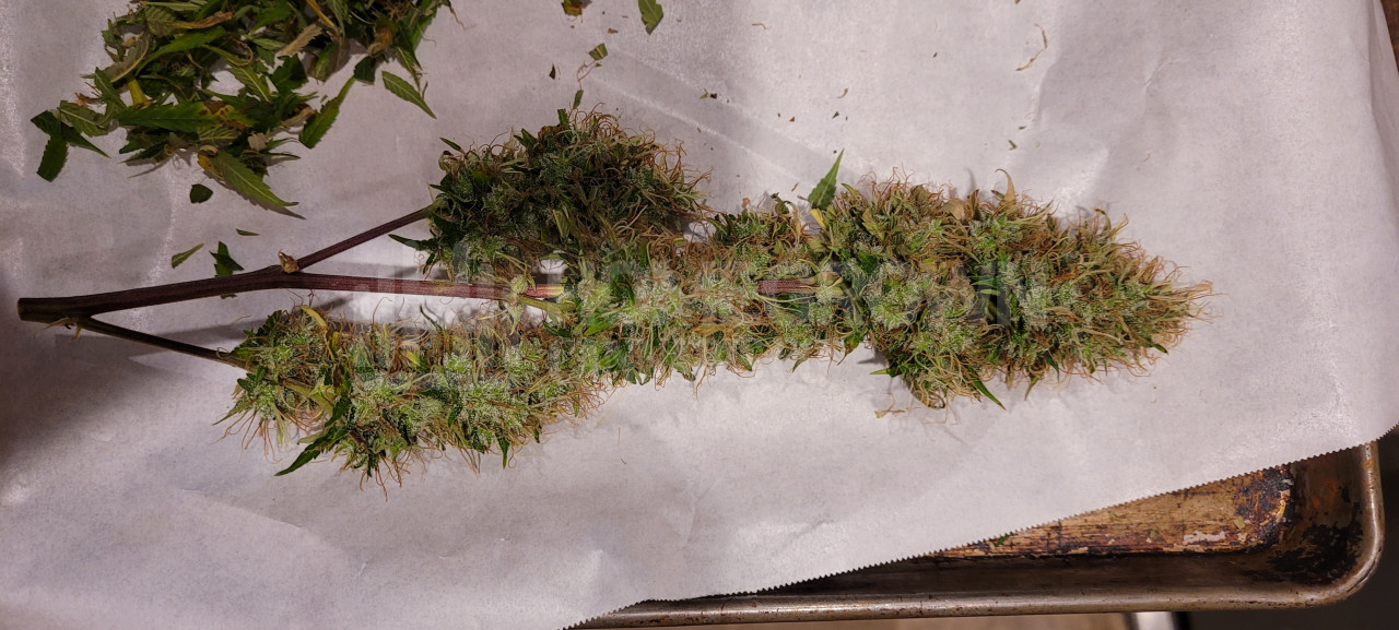 Do-Si-Dos Autoflower Cannabis Seeds week 17 grow journal by swazey ...
