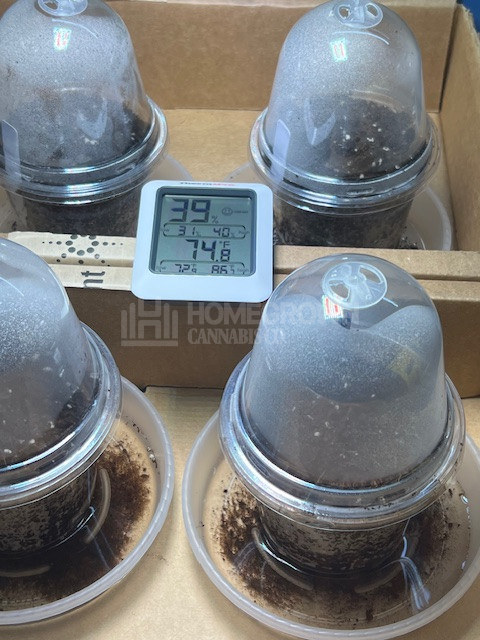 Green Crack Autoflower Cannabis Seeds week 2 grow journal by Sean ...