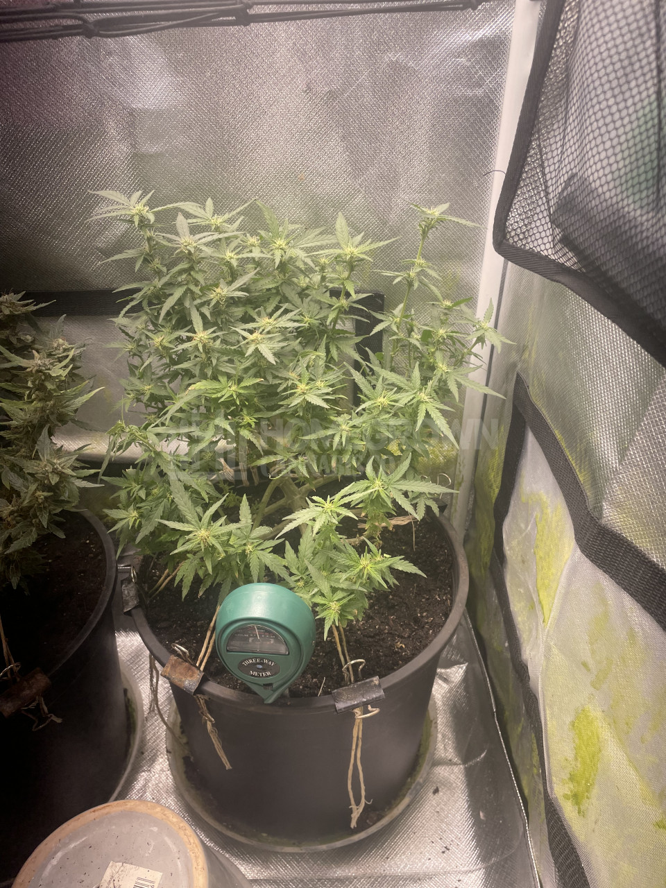 Deelite Autoflower Cannabis Seeds week 13 grow journal by semore914 ...