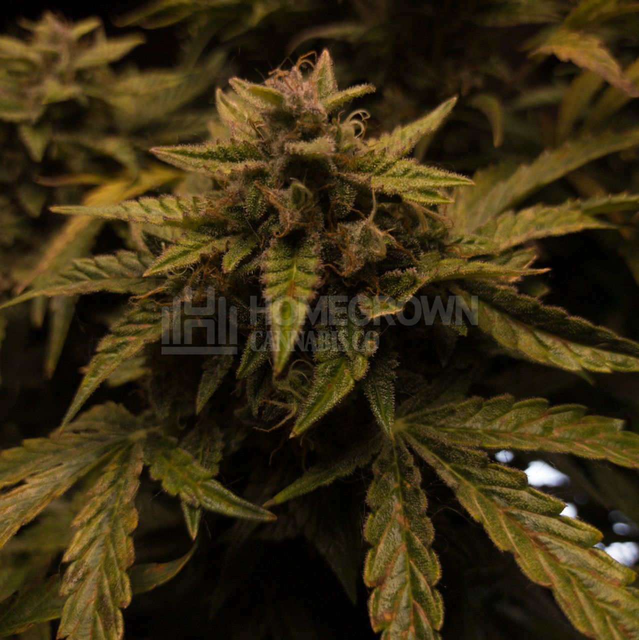 LSD Autoflower Cannabis Seeds week 13 grow journal by lostgenes - LSD ...