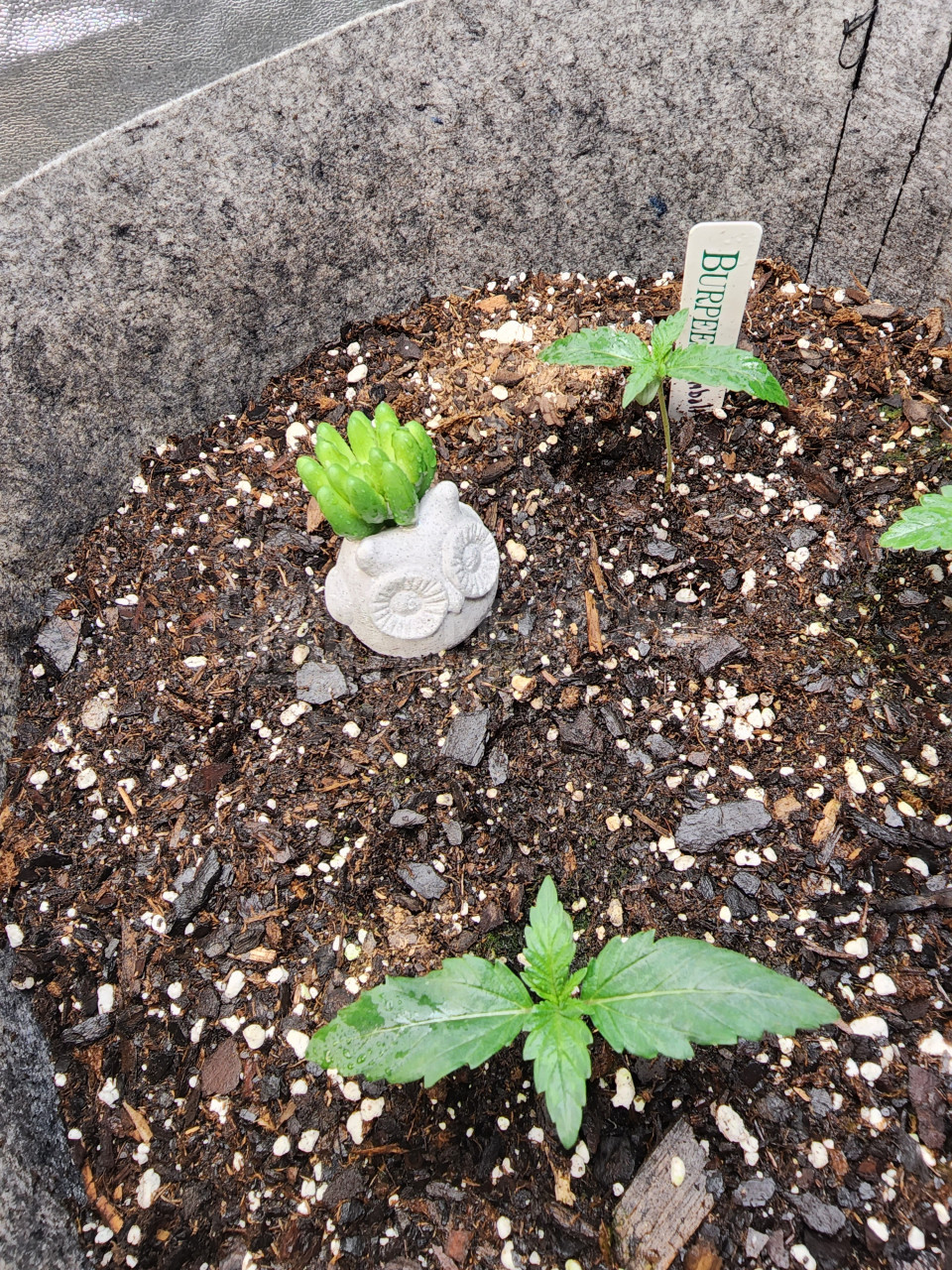 Deelite Autoflower Cannabis Seeds week 2 grow journal by James_leith ...