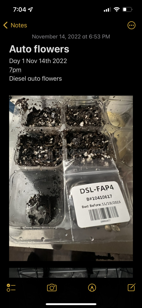 Diesel Autoflower Cannabis Seeds week 1 grow journal by holahd - 1st ...