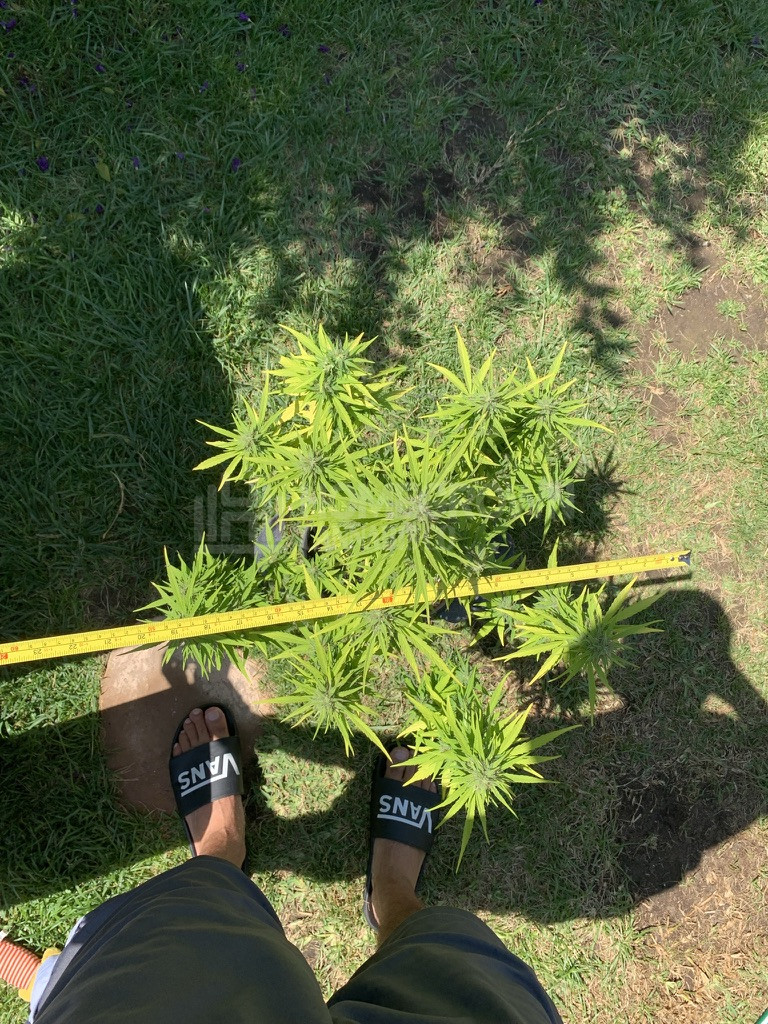 Jack Herer Autoflower Cannabis Seeds week 9 grow journal by Ecortez ...