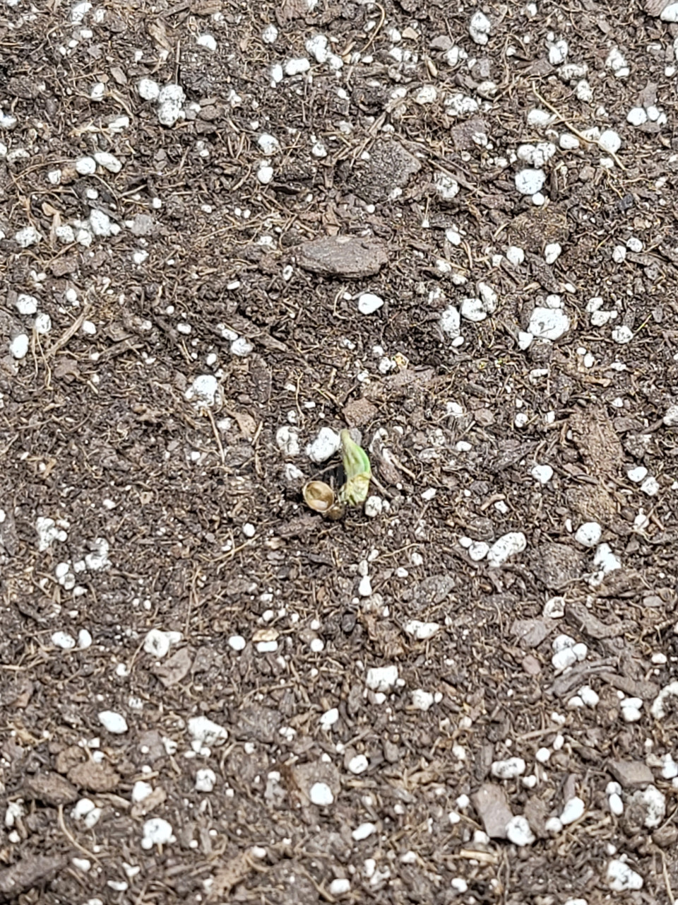 LSD Autoflower Cannabis Seeds week 1 grow journal by Roberto_ramirez ...