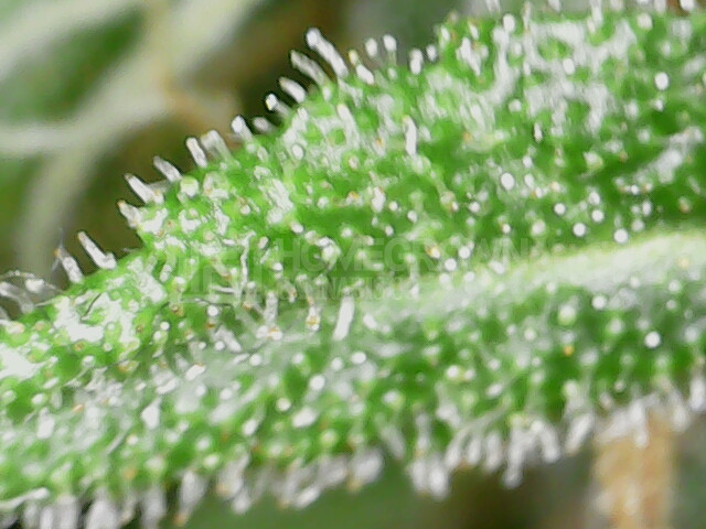 Gelato Autoflower Cannabis Seeds week 1 grow journal by pawpawt ...