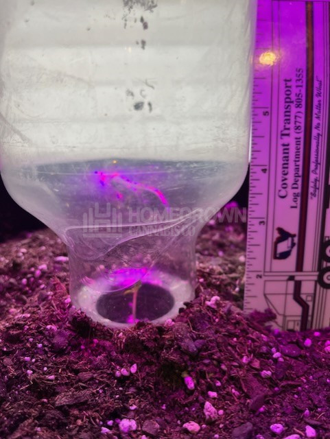 Runtz Autoflower Cannabis Seeds week 2 grow journal by phylliskay - My ...