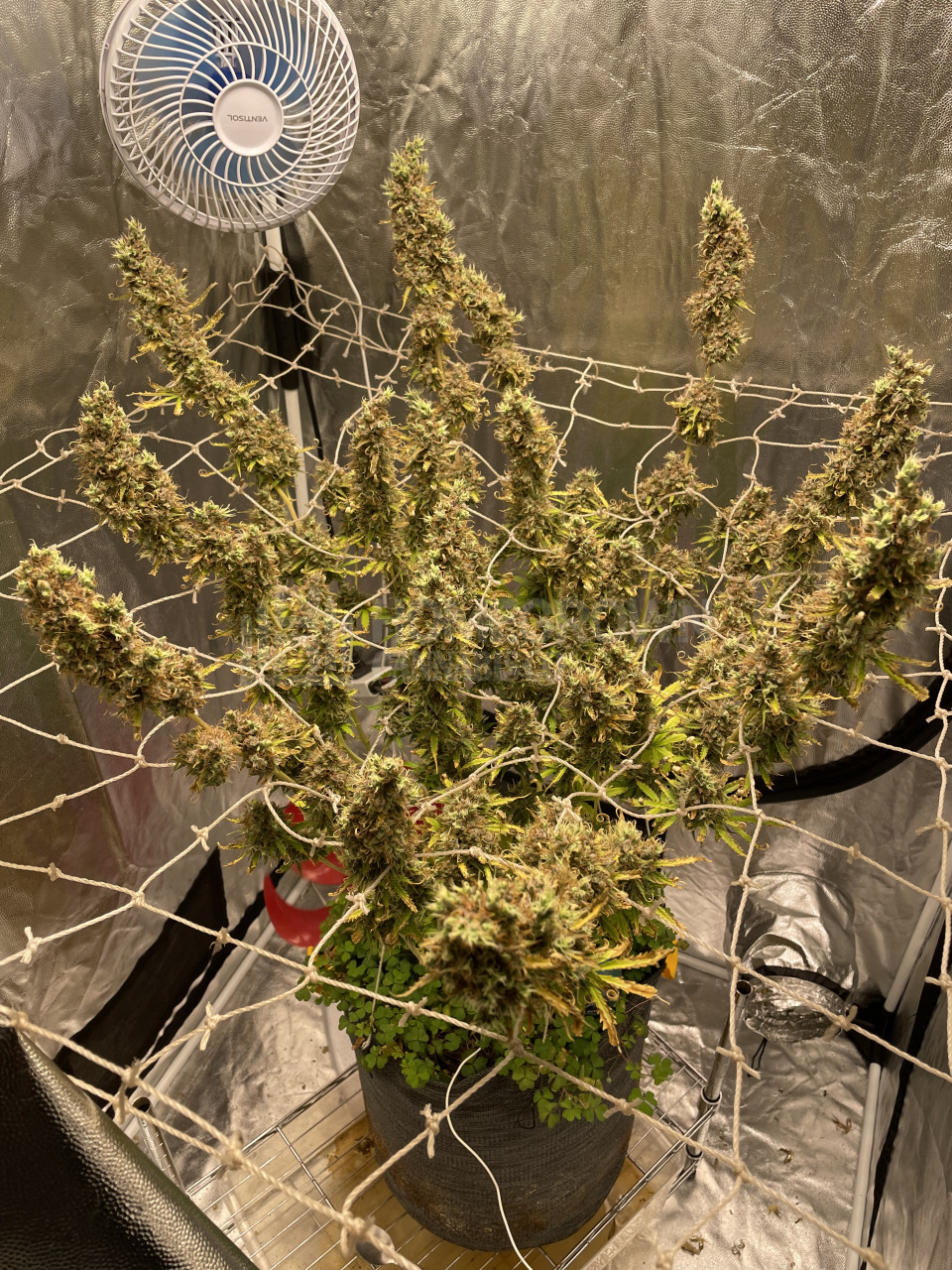 Critical Purple Autoflower Cannabis Seeds week 16 grow journal by ...