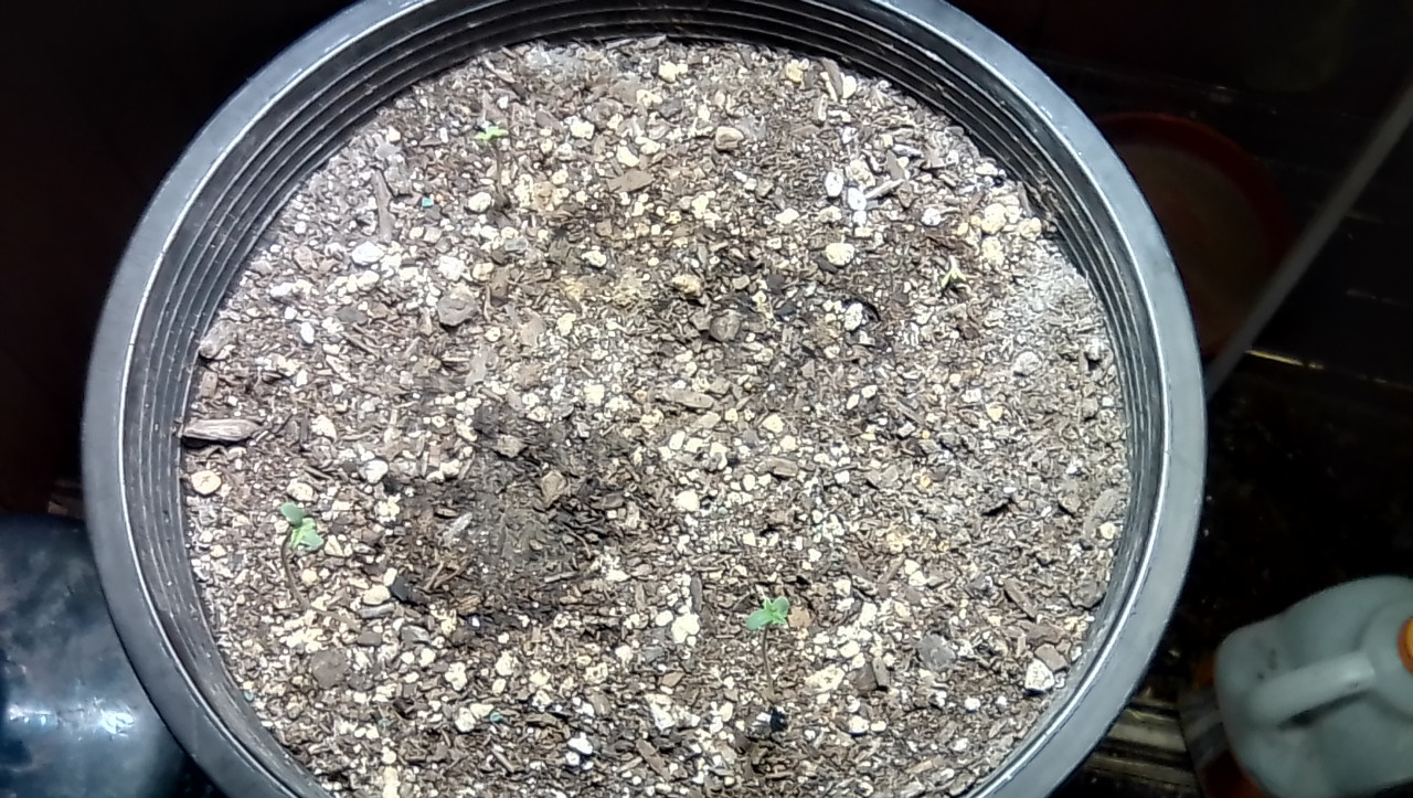 Lowryder Autoflower Cannabis Seeds week 1 grow journal by corneliusc ...