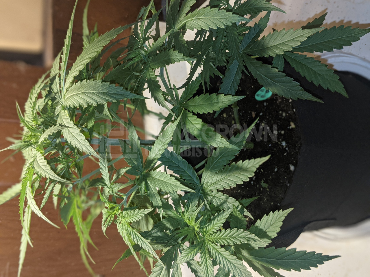 Bruce Banner Autoflower Cannabis Seeds week 3 grow journal by ...