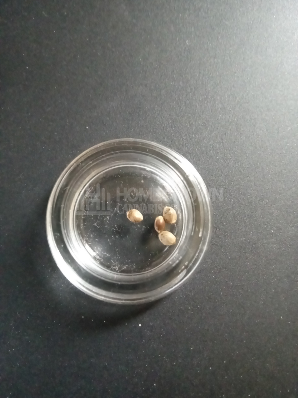 Girl Scout Cookies Autoflower Cannabis Seeds week 1 grow journal by ...