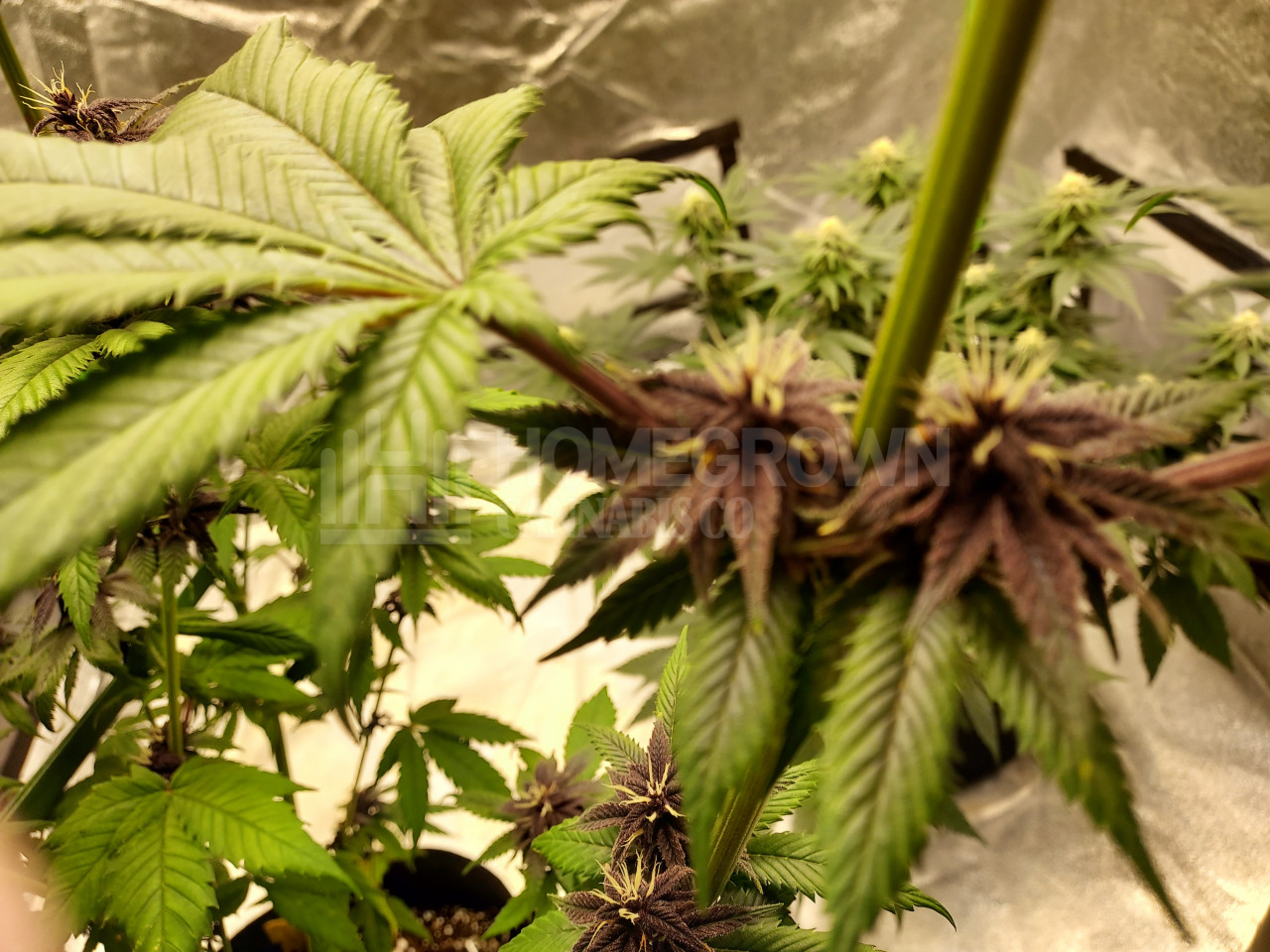 G13 Feminized Cannabis Seeds week 4 grow journal by jackie-ellis - G13 ...