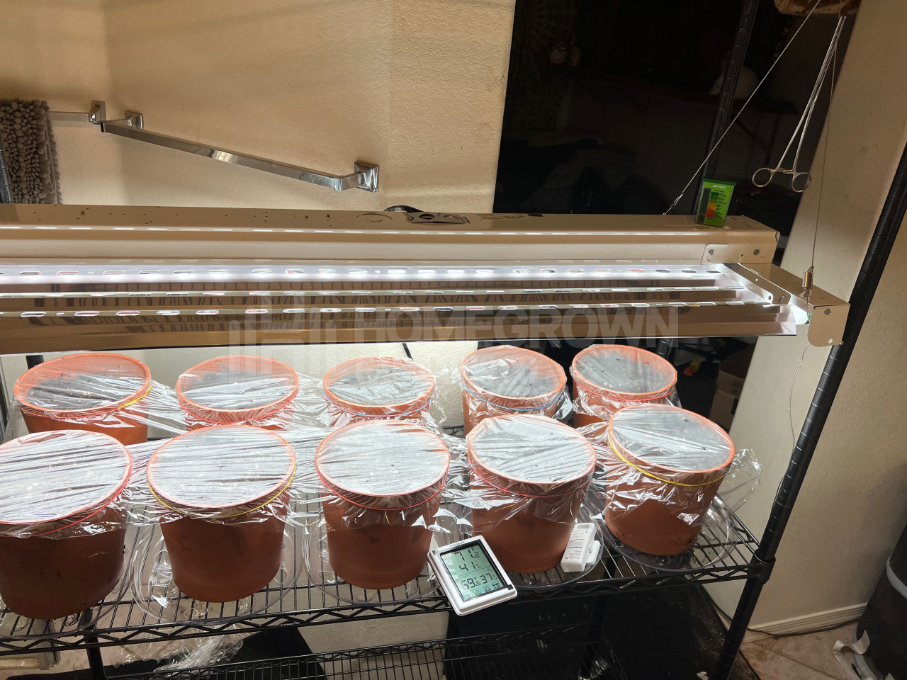 Runtz Autoflower Cannabis Seeds week 1 grow journal by tues - 25y Ago ...