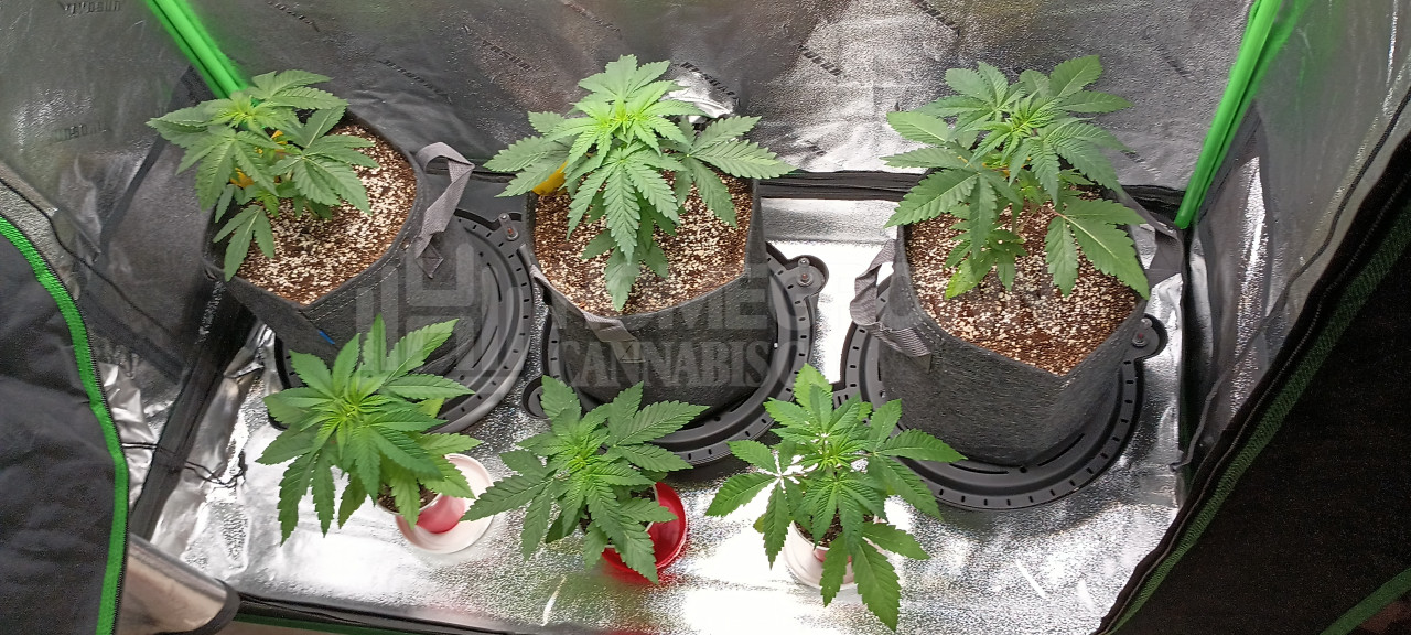 Cheese Feminized Cannabis Seeds week 4 grow journal by rayan - Otto1407 ...