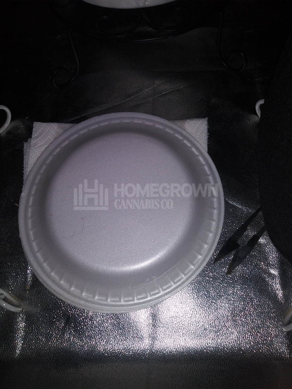 Blue Amnesia Autoflower Cannabis Seeds week 1 grow journal by ...