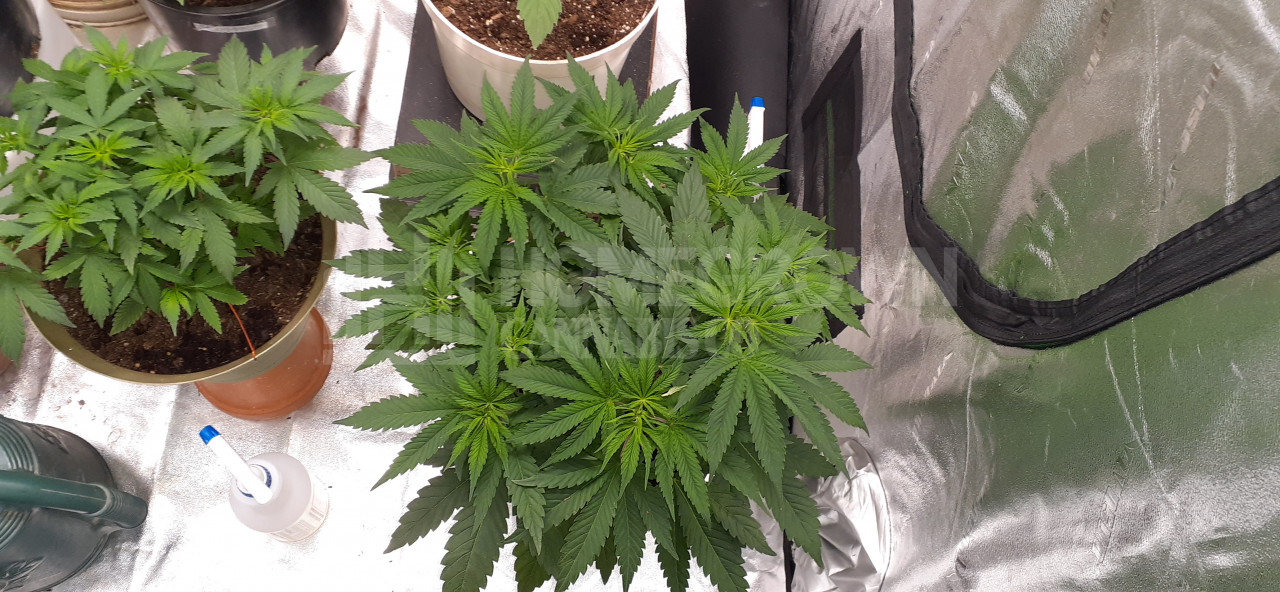 Bruce Banner Feminized Cannabis Seeds week 5 grow journal by Phillip ...