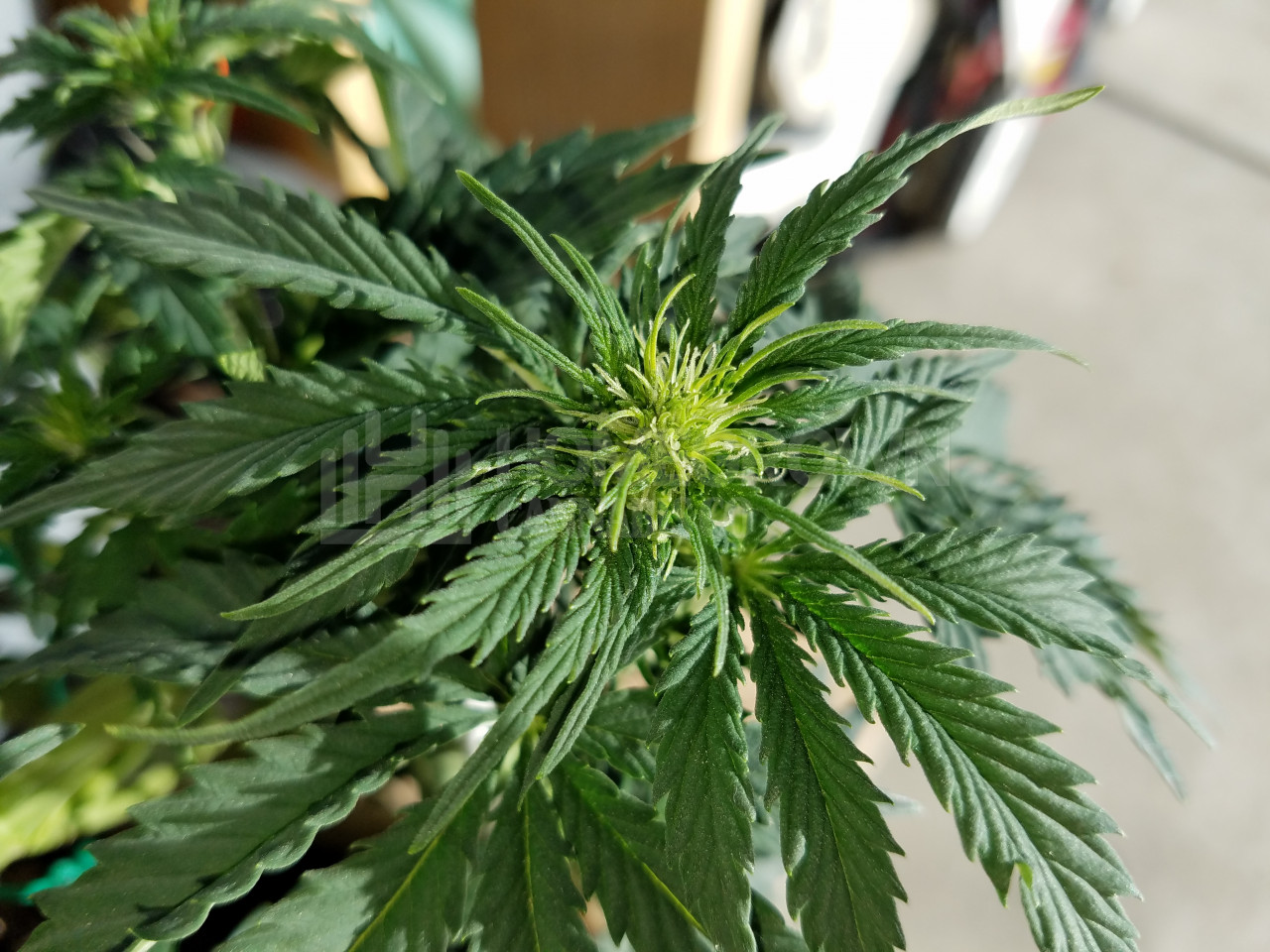 Blueberry Autoflower Cannabis Seeds week 5 grow journal by random ...