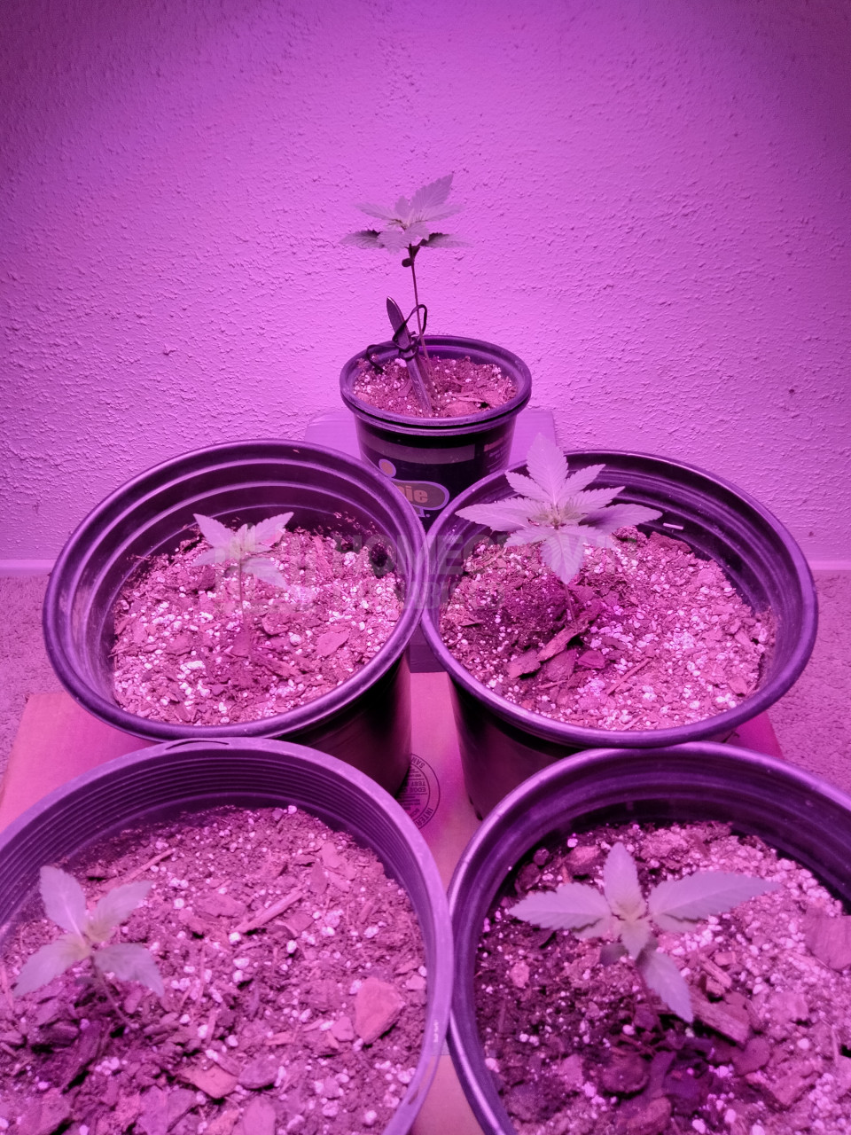 Blueberry Head Band Feminized Cannabis Seeds week 3 grow journal by ...