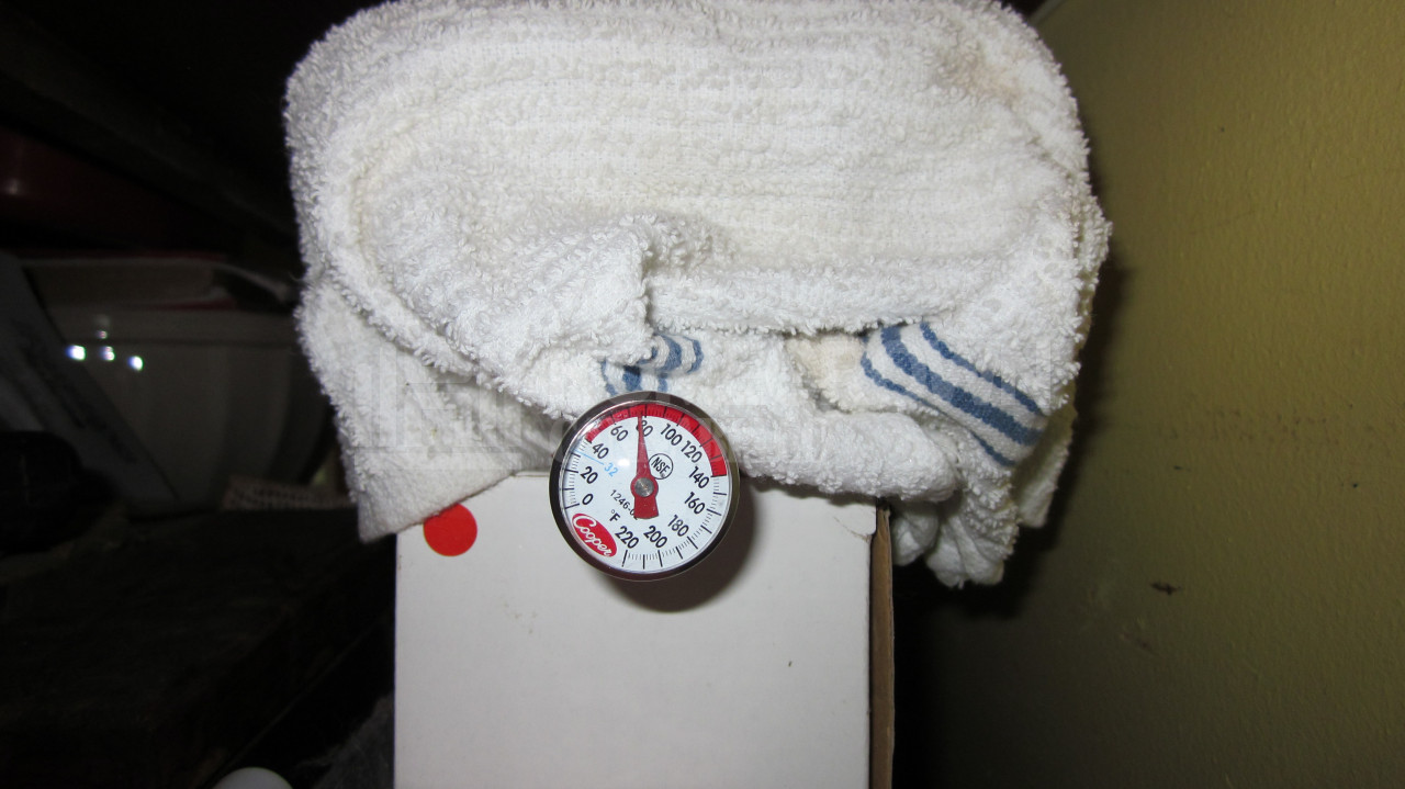 LSD Autoflower Cannabis Seeds week 1 grow journal by OldGuy ...