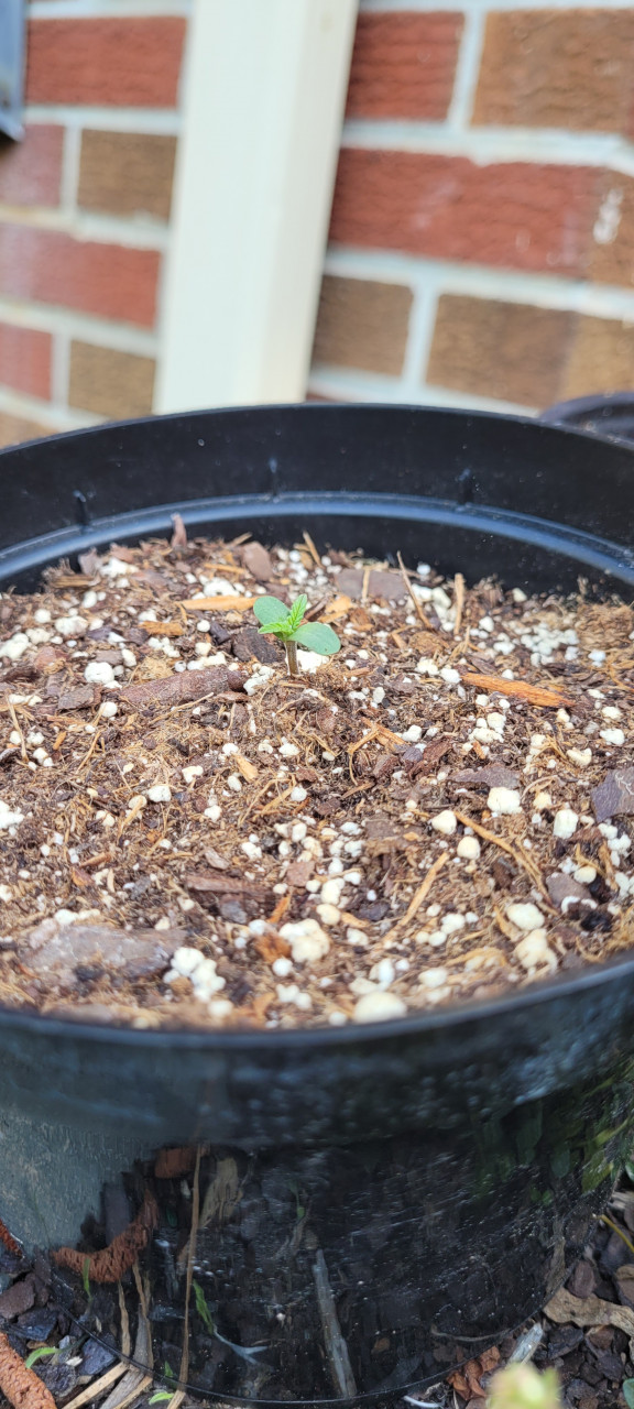 Devil XXL Autoflower Cannabis Seeds week 2 grow journal by madamg ...