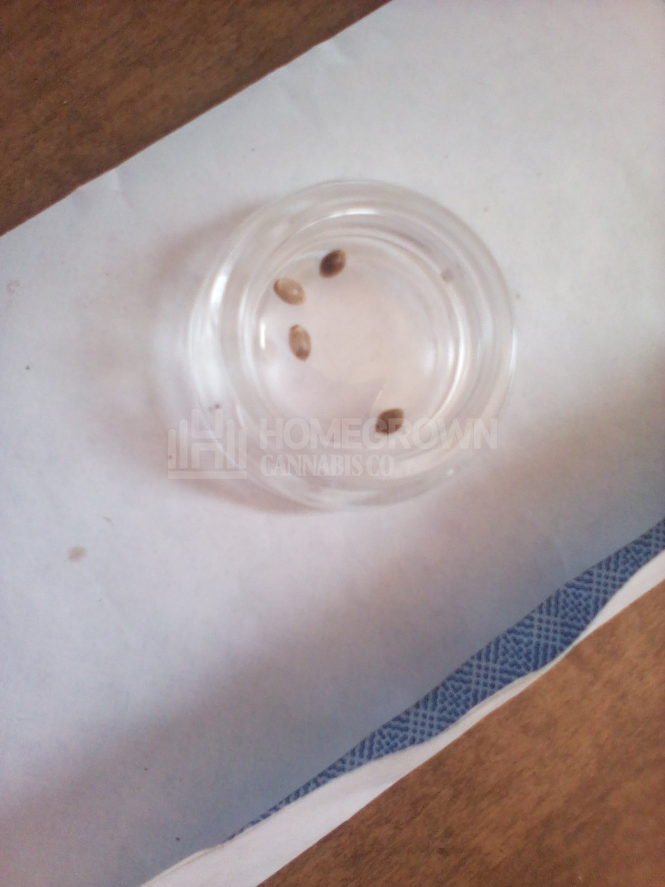 Girl Scout Cookies Autoflower Cannabis Seeds week 1 grow journal by ...